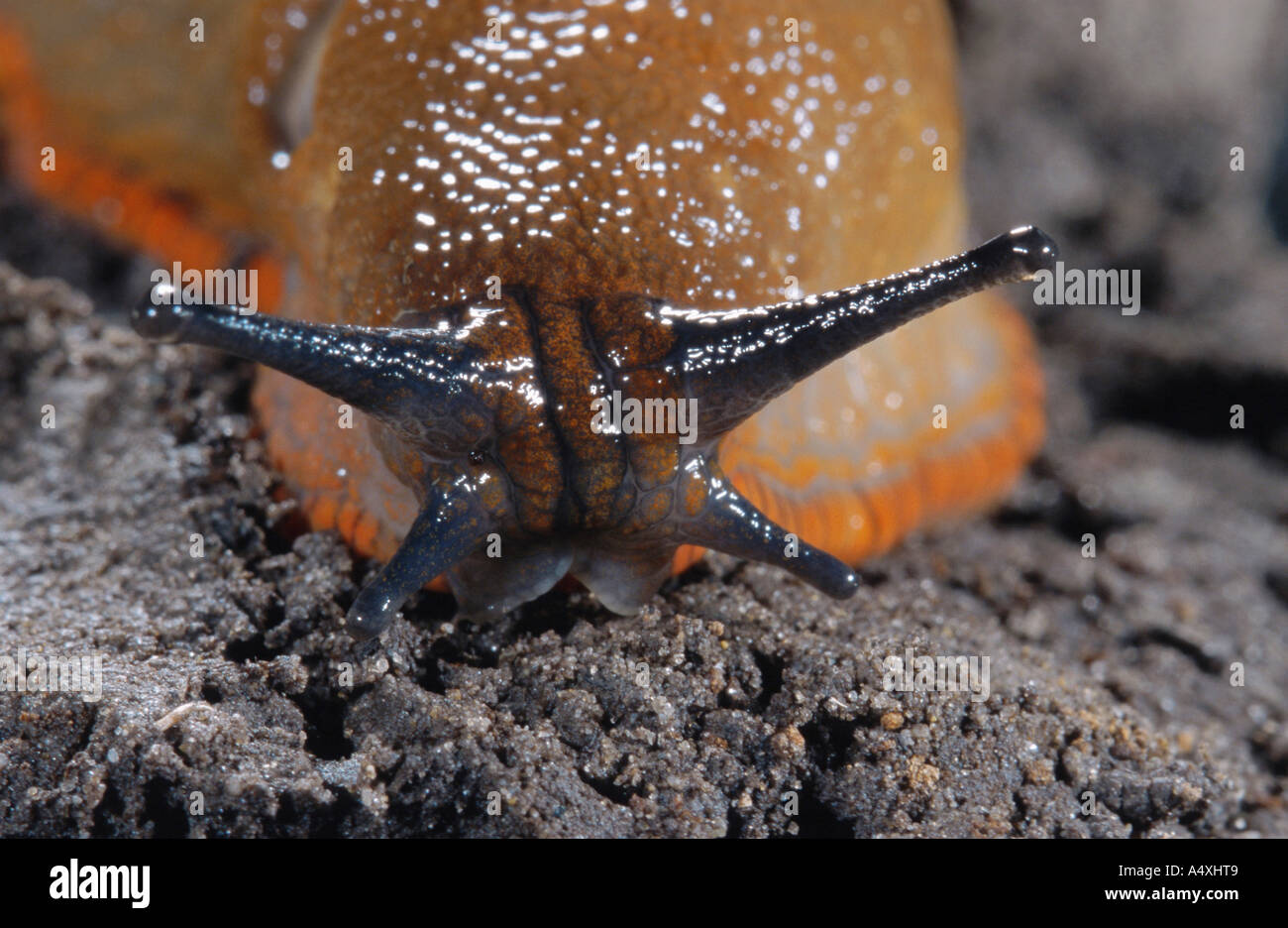 large red slug, greater red slug, chocolate arion (Arion rufus ...