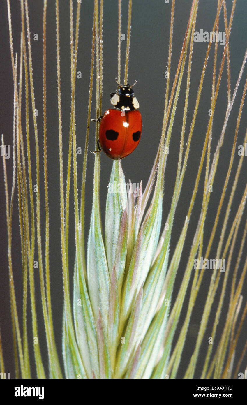 two-spot ladybird, 2-spot ladybird (Adalia bipunctata), sitting on an ...