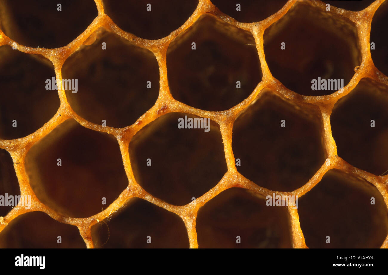 Bee hive structures hi-res stock photography and images - Alamy