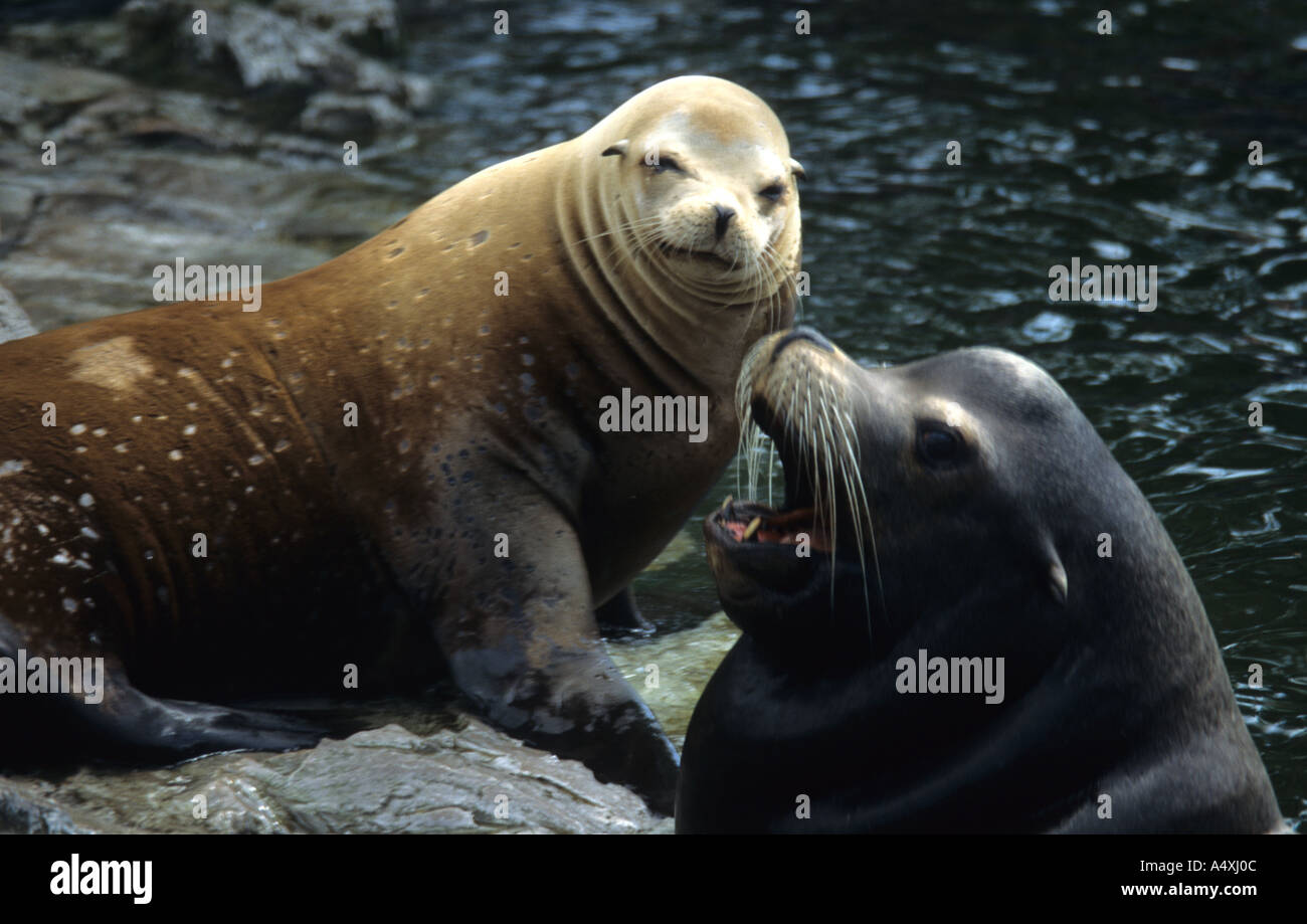 Sea Lions At Chester Zoo Stock Photo - Alamy