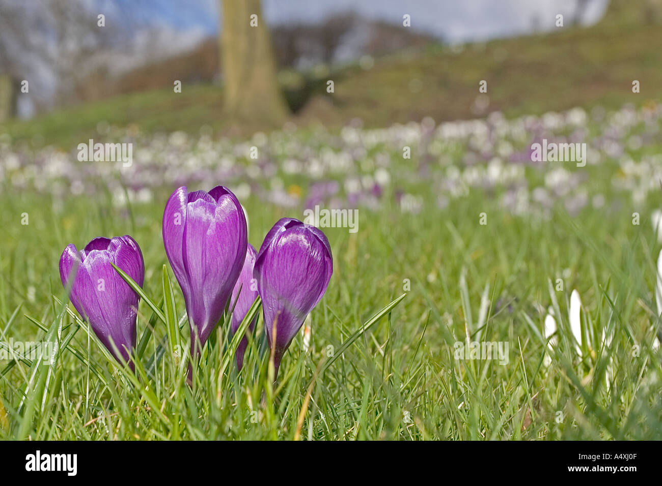 Spring crocus Crow Wood Park Halifax UK Stock Photo - Alamy
