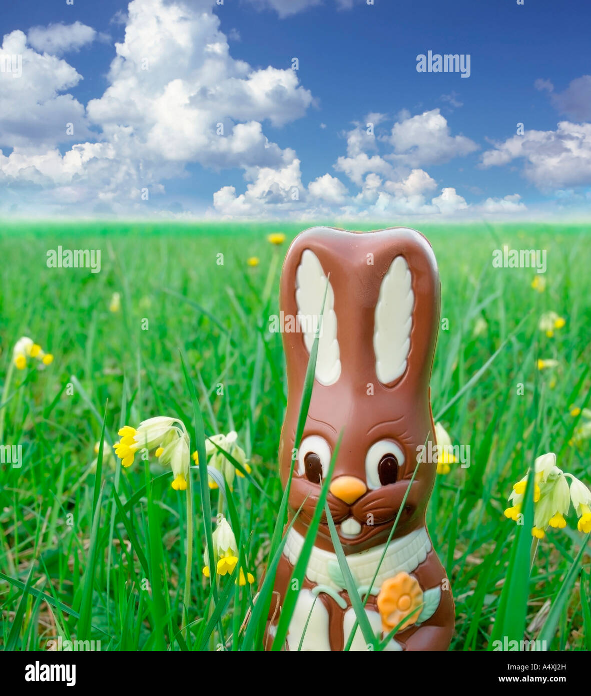 Chocolate easter-bunny on meadow in flowers of cowslip primrose Primula ...
