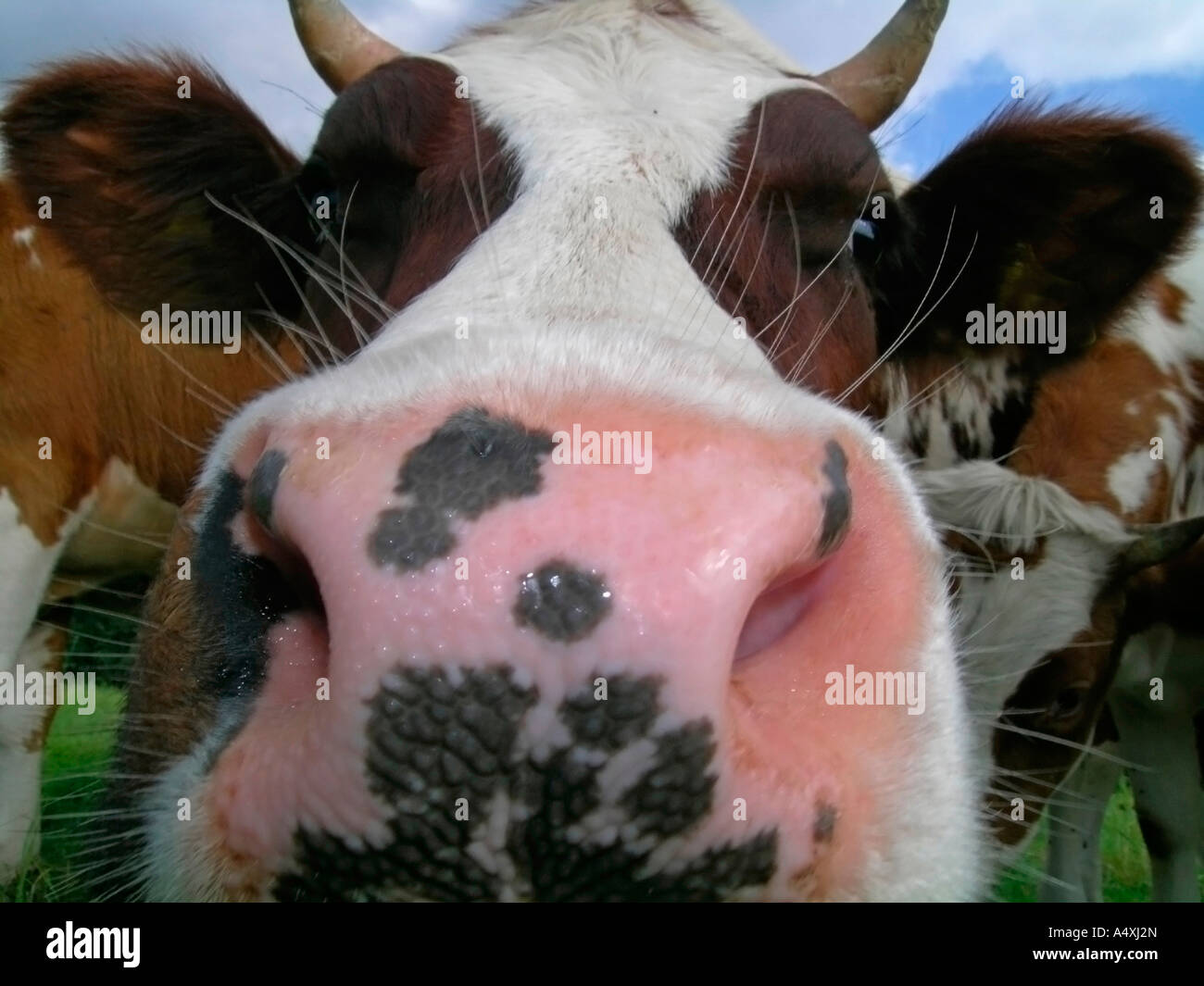 Muzzle nose of cow Stock Photo - Alamy