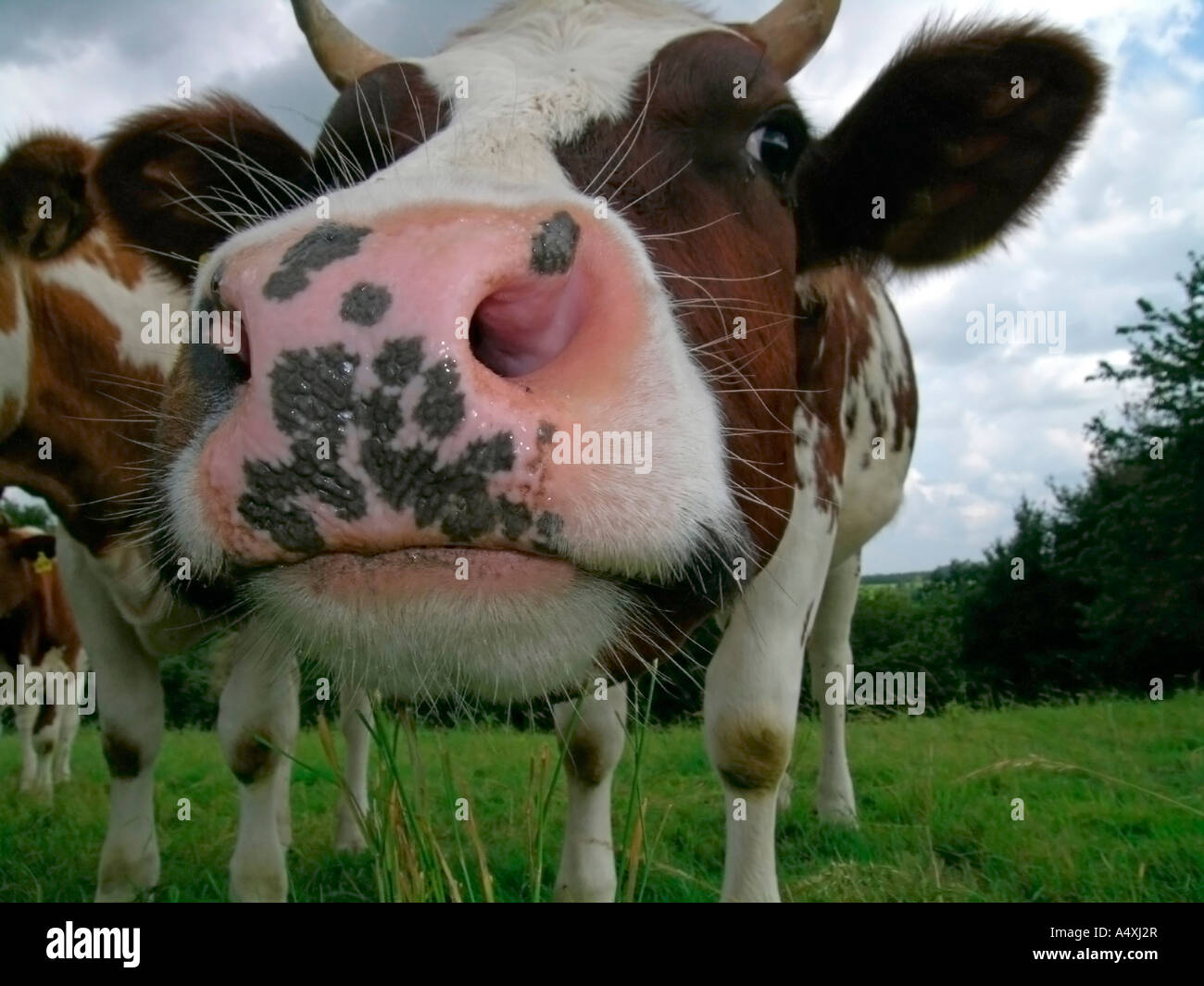 Cow muzzle hi-res stock photography and images - Alamy