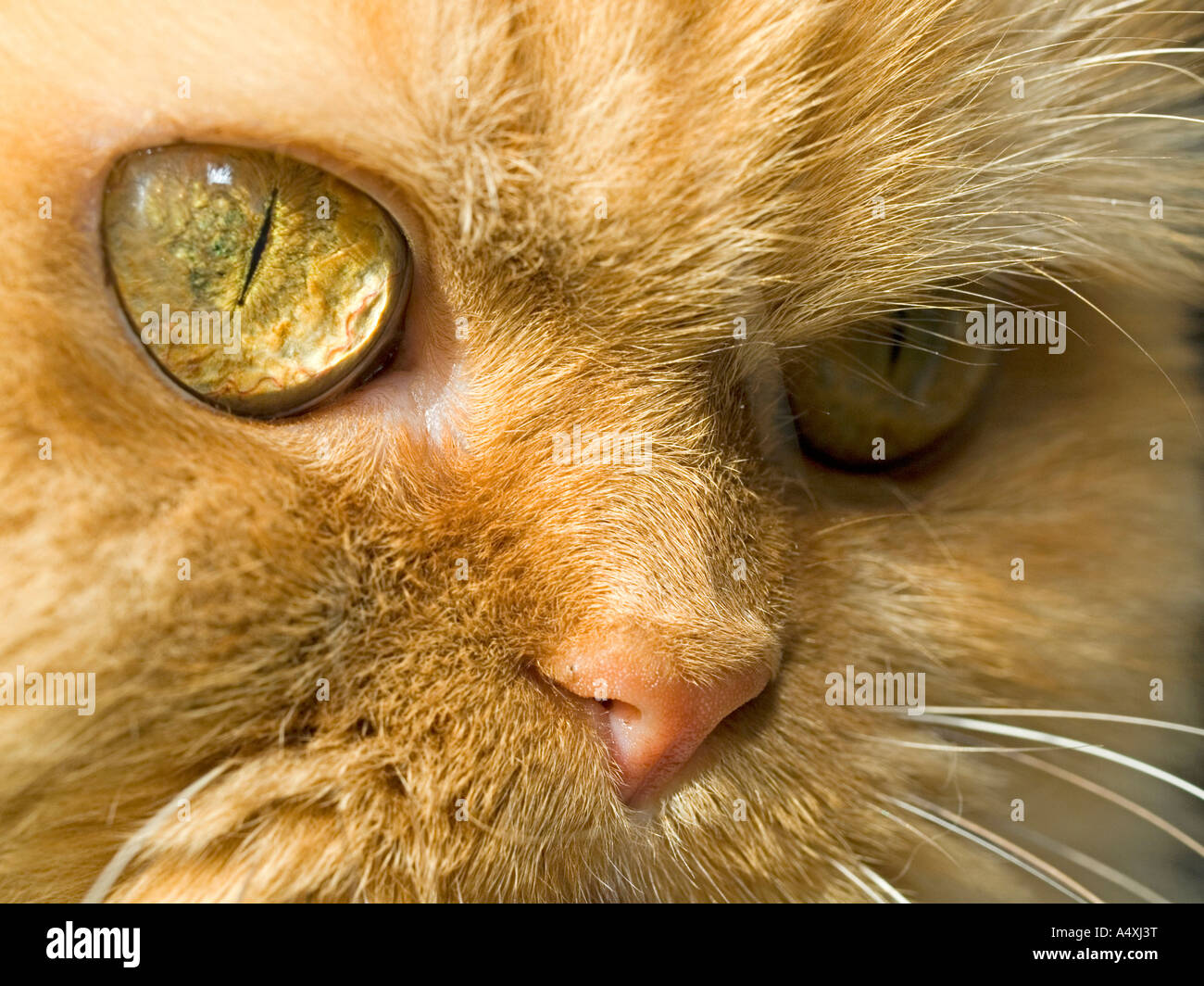 Intensive look with yellow eyes of a Persian cat Stock Photo - Alamy