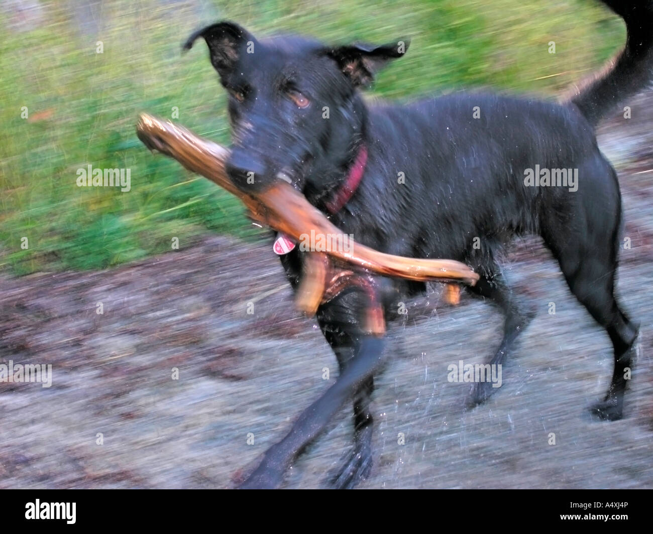 Dog carrying big stick hi-res stock photography and images - Alamy
