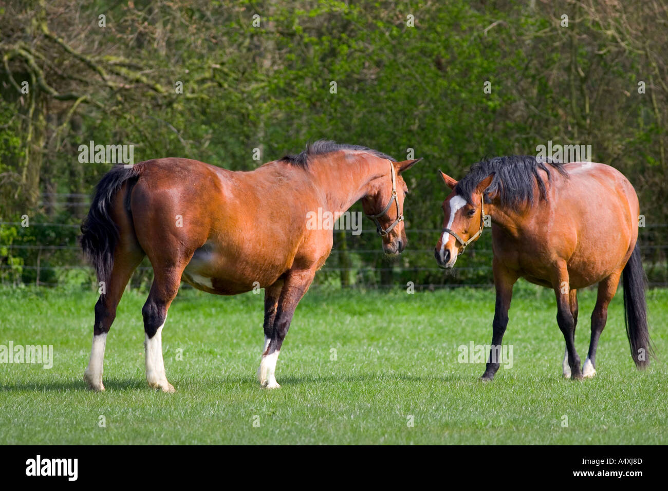 Broodmares hi-res stock photography and images - Alamy