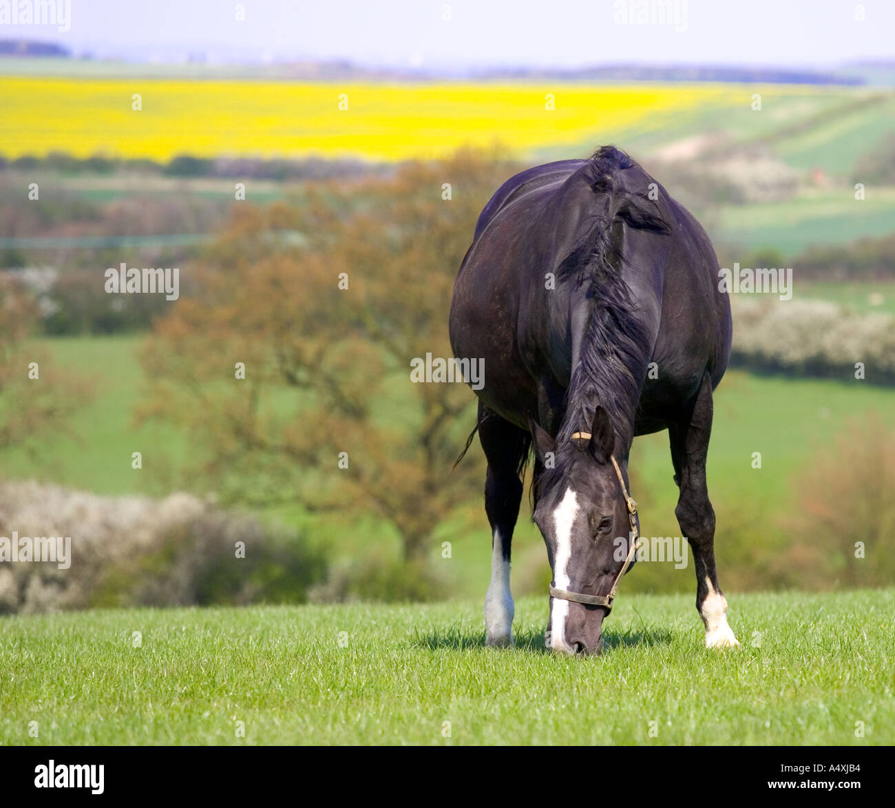 Broodmare hi-res stock photography and images - Alamy