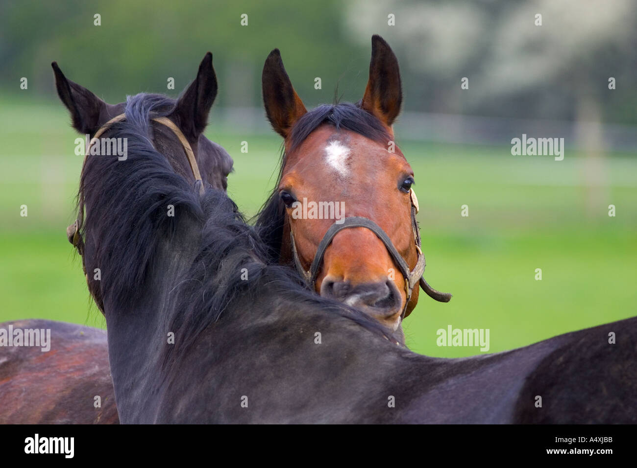 Mares scratching each others backs Herd behaviour Stock Photo - Alamy