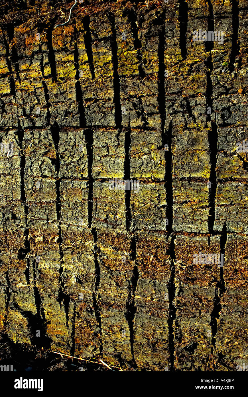 Fossil Algae High Resolution Stock Photography and Images - Alamy