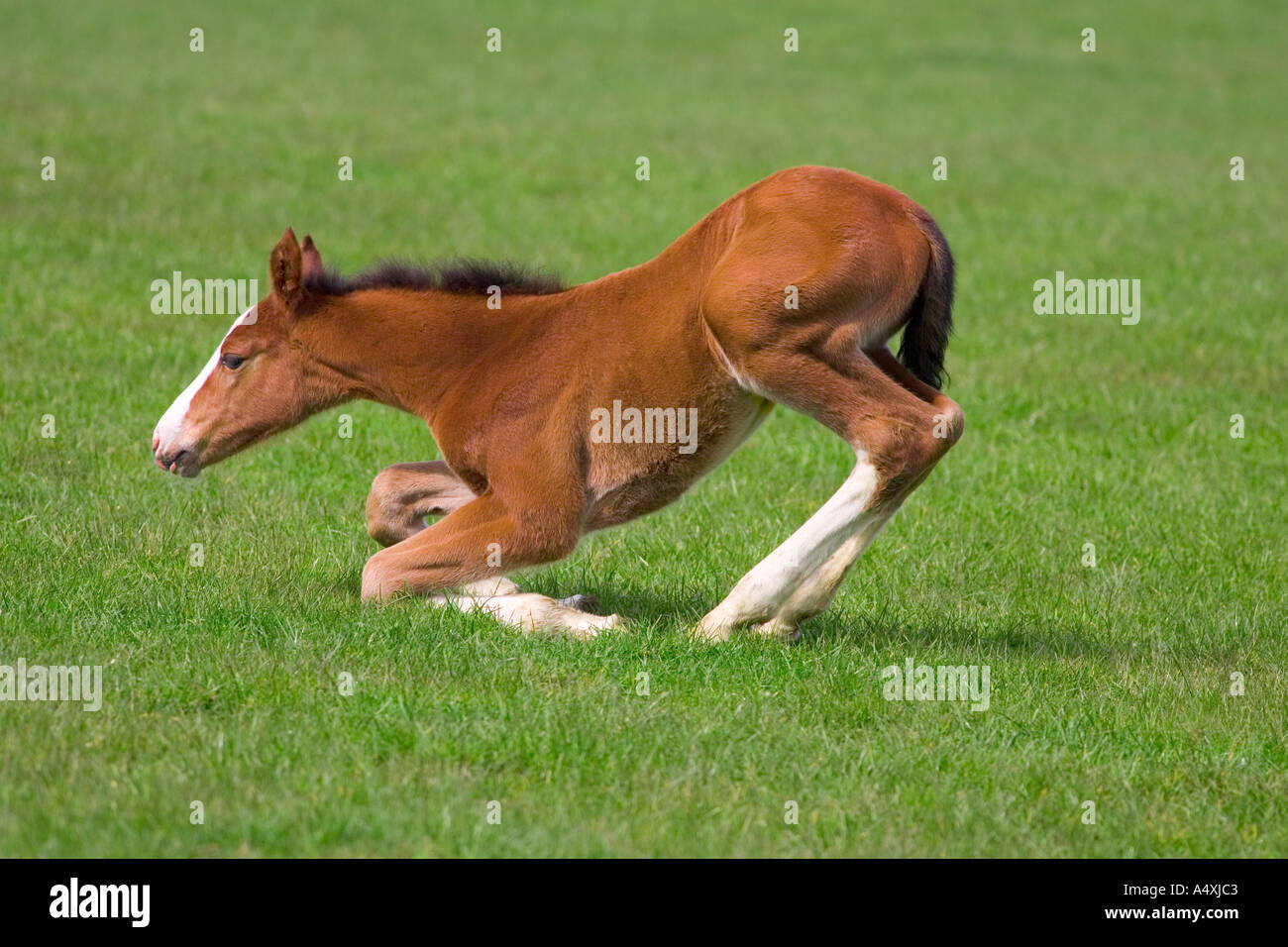 Filly lay down hi-res stock photography and images - Alamy