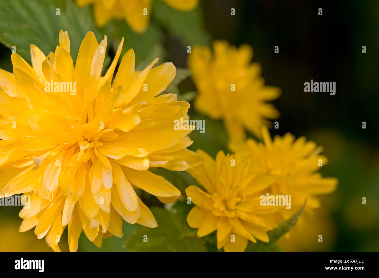 Kerria Jews Mallow Stock Photo - Alamy