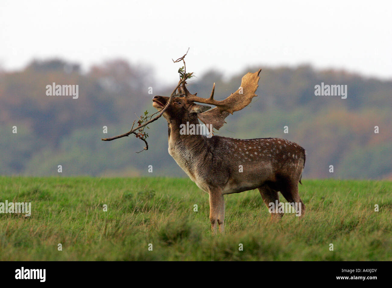 Fallow deer during the rut - male fallow deer (Cervus dama) (Dama dama ...