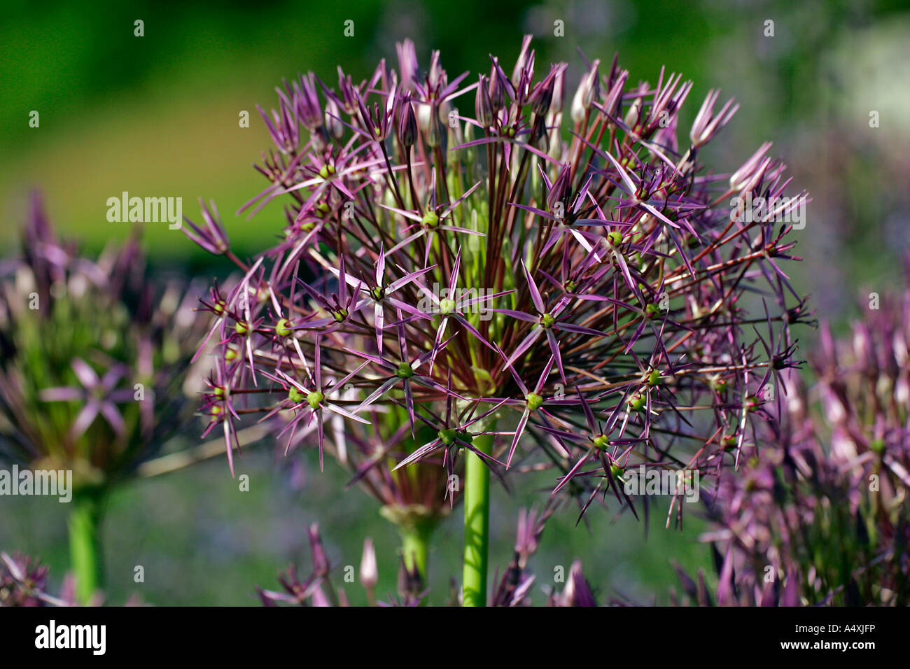 Star of persia (Allium christophii Stock Photo - Alamy