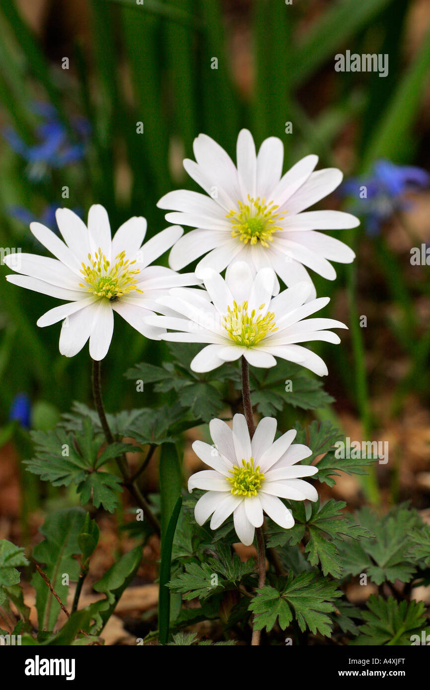 Windflower (Anemone blanda White Splendor Stock Photo - Alamy