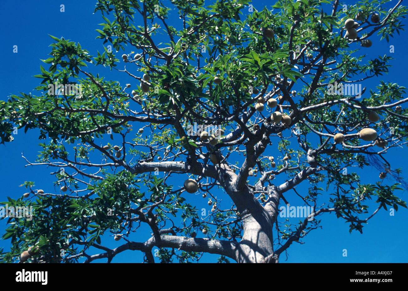 Monkey bread fruit hi-res stock photography and images - Alamy
