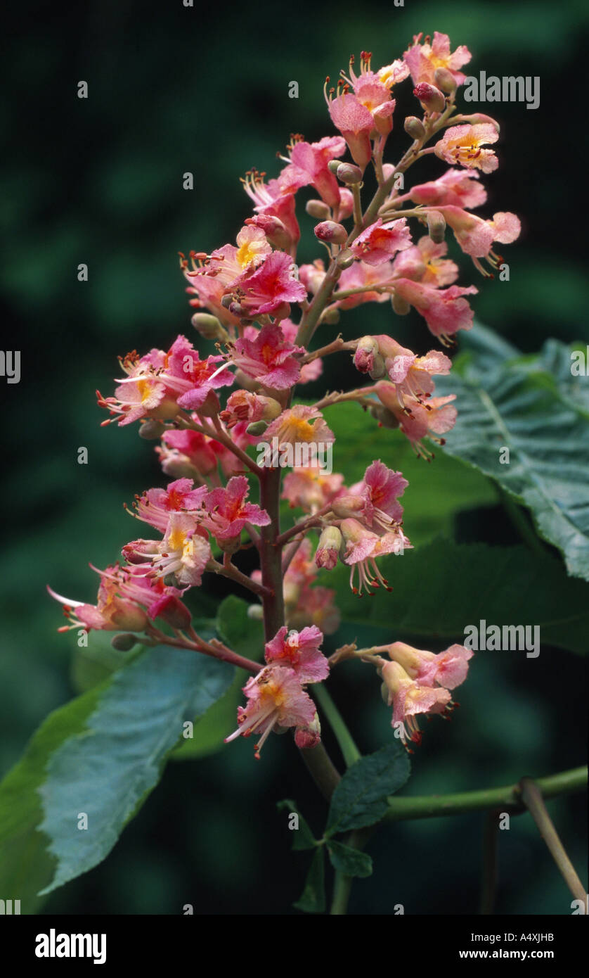 red horse chestnut, pink horse chestnut (Aesculus x carnea), red ...