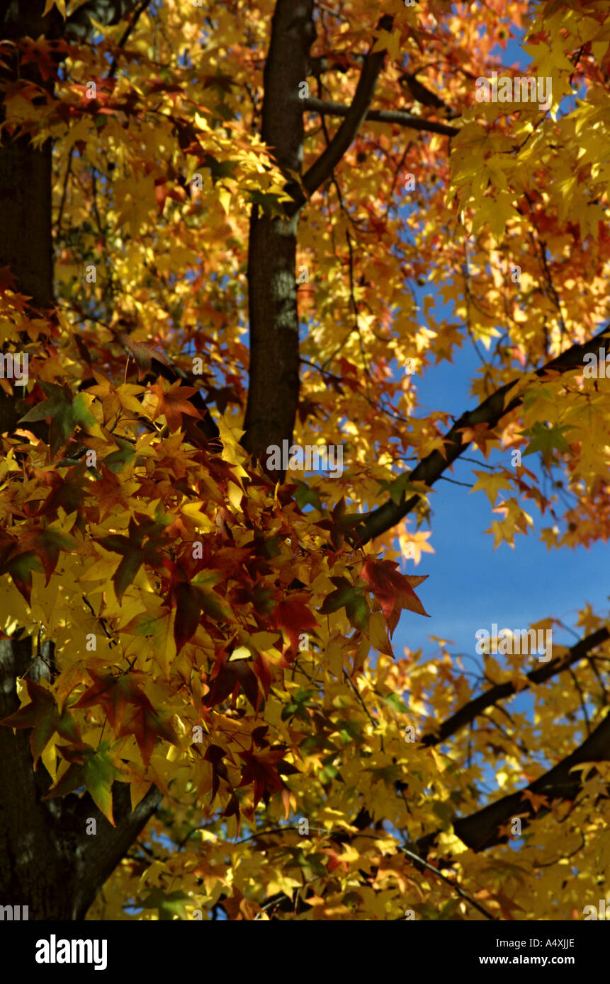 Sweet Gum tree Stock Photo - Alamy