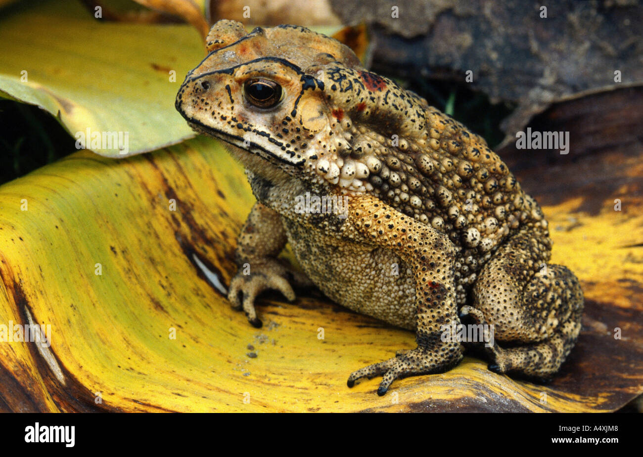 Bufo melanosticus hi-res stock photography and images - Alamy