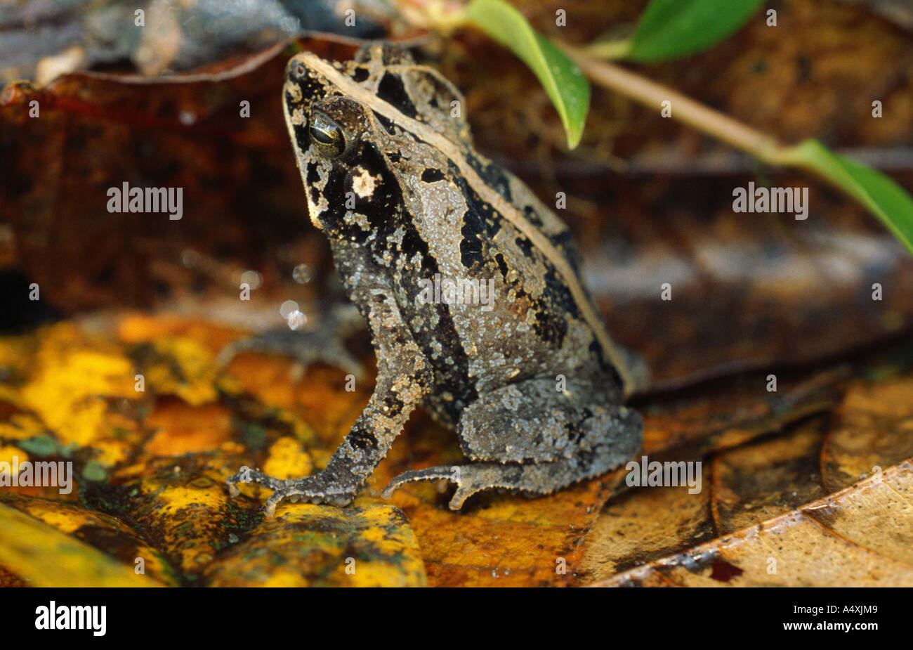 Neotropical leaf toad (Bufo typhonius), watchful position Stock Photo ...