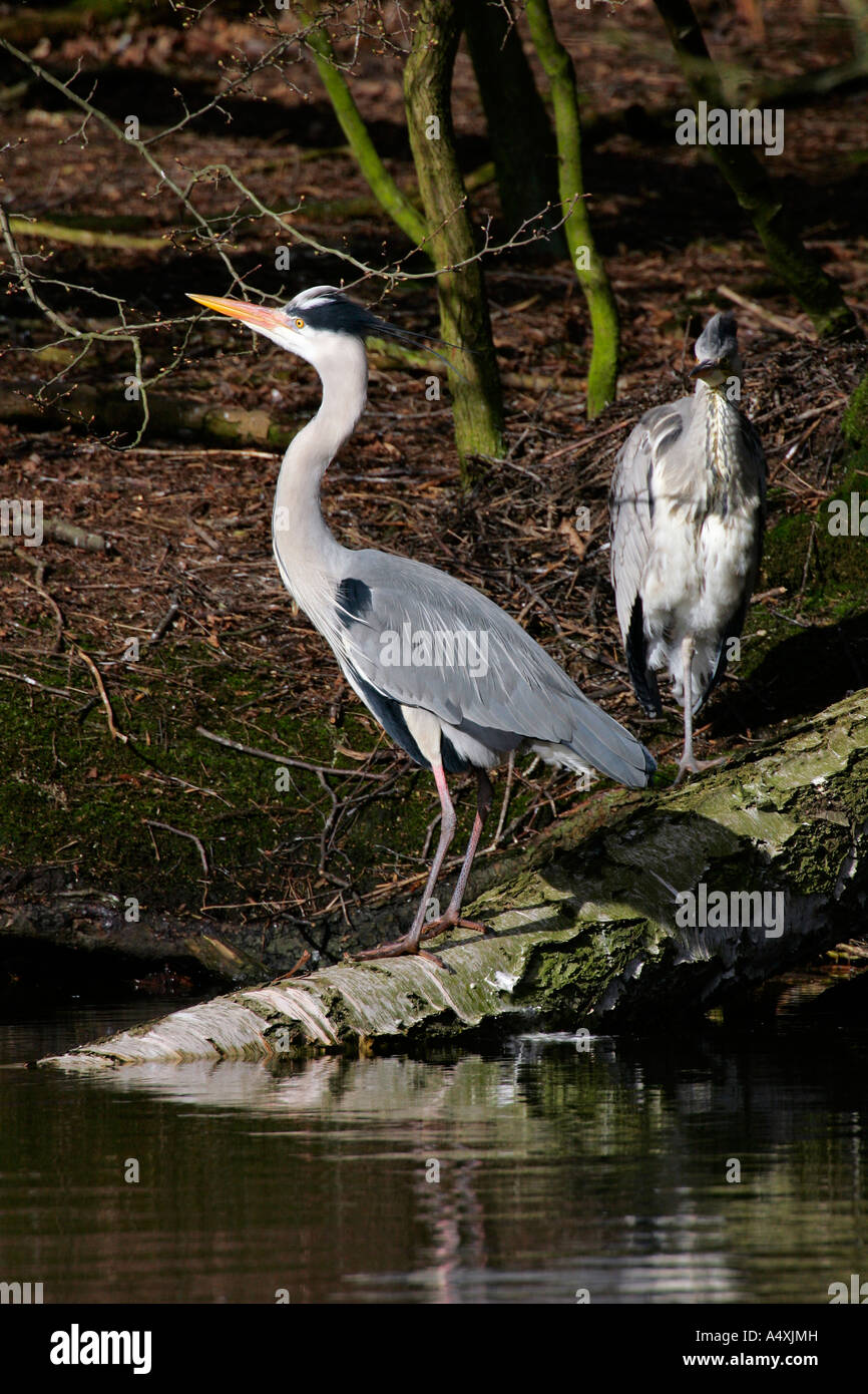 Old and young grey herons standing on an tree - gray herons - european ...