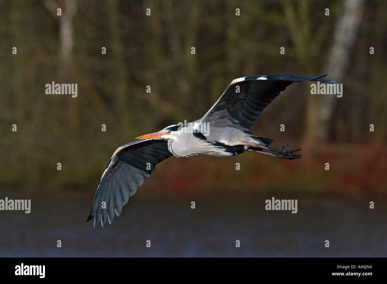 Flying grey heron - gray heron - european common heron (Ardea cinerea ...