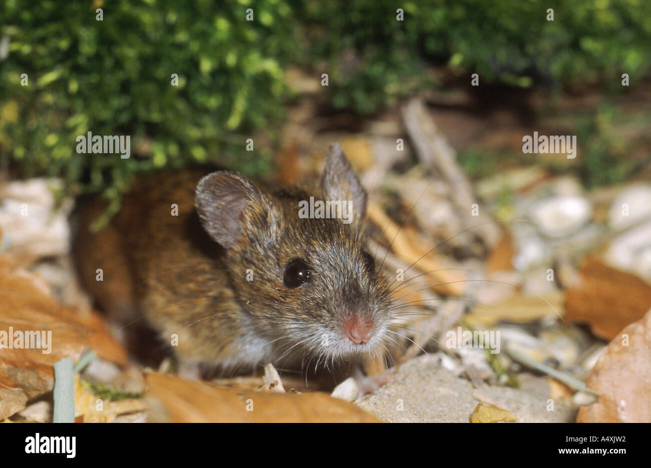 Old World field mouse, striped field mouse (Apodemus agrarius), sitting ...