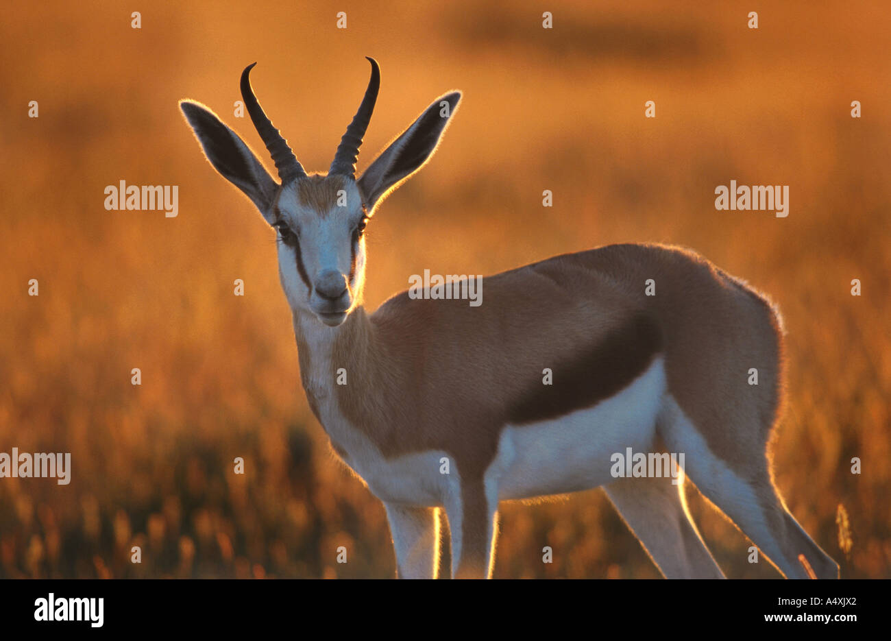 springbuck, springbok (Antidorcas marsupialis), side view, Namibia ...