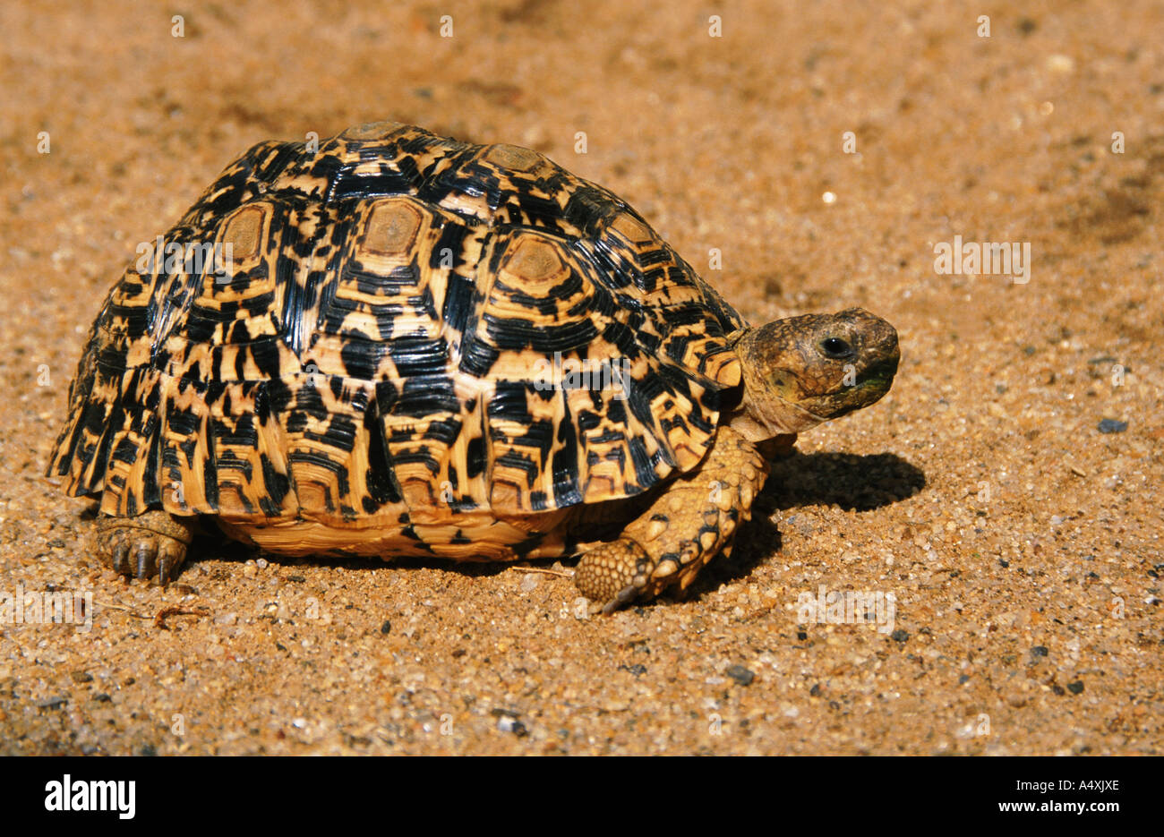 West african tortoise hi-res stock photography and images - Alamy