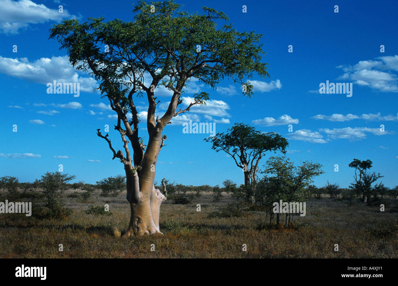 African moringo (Moringa ovalifolia), haunted forest, Namibia, Etosha ...