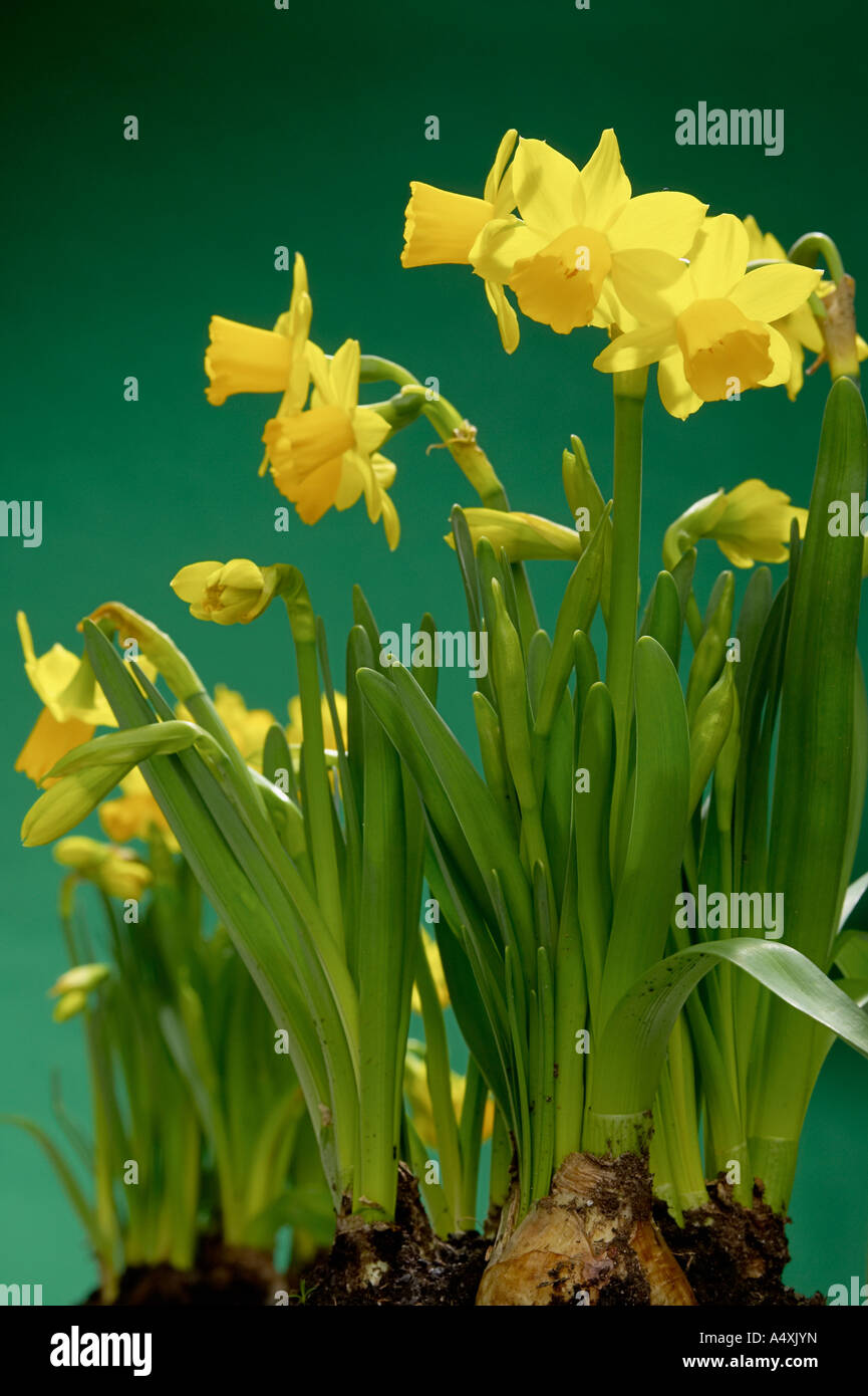 Lent hi-res stock photography and images - Alamy