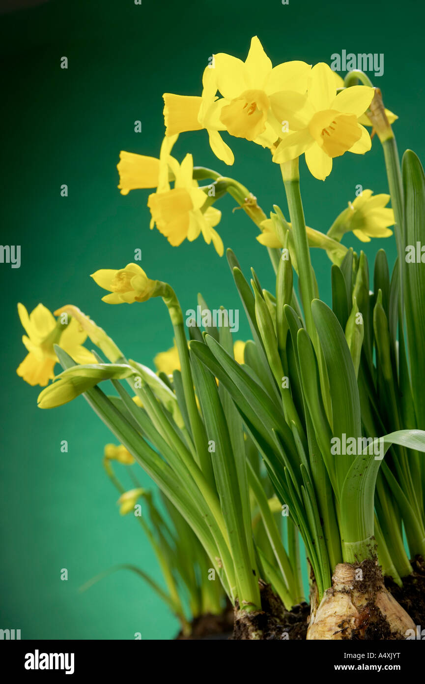 Yellow blossomed Lent lillys with bulb Stock Photo - Alamy
