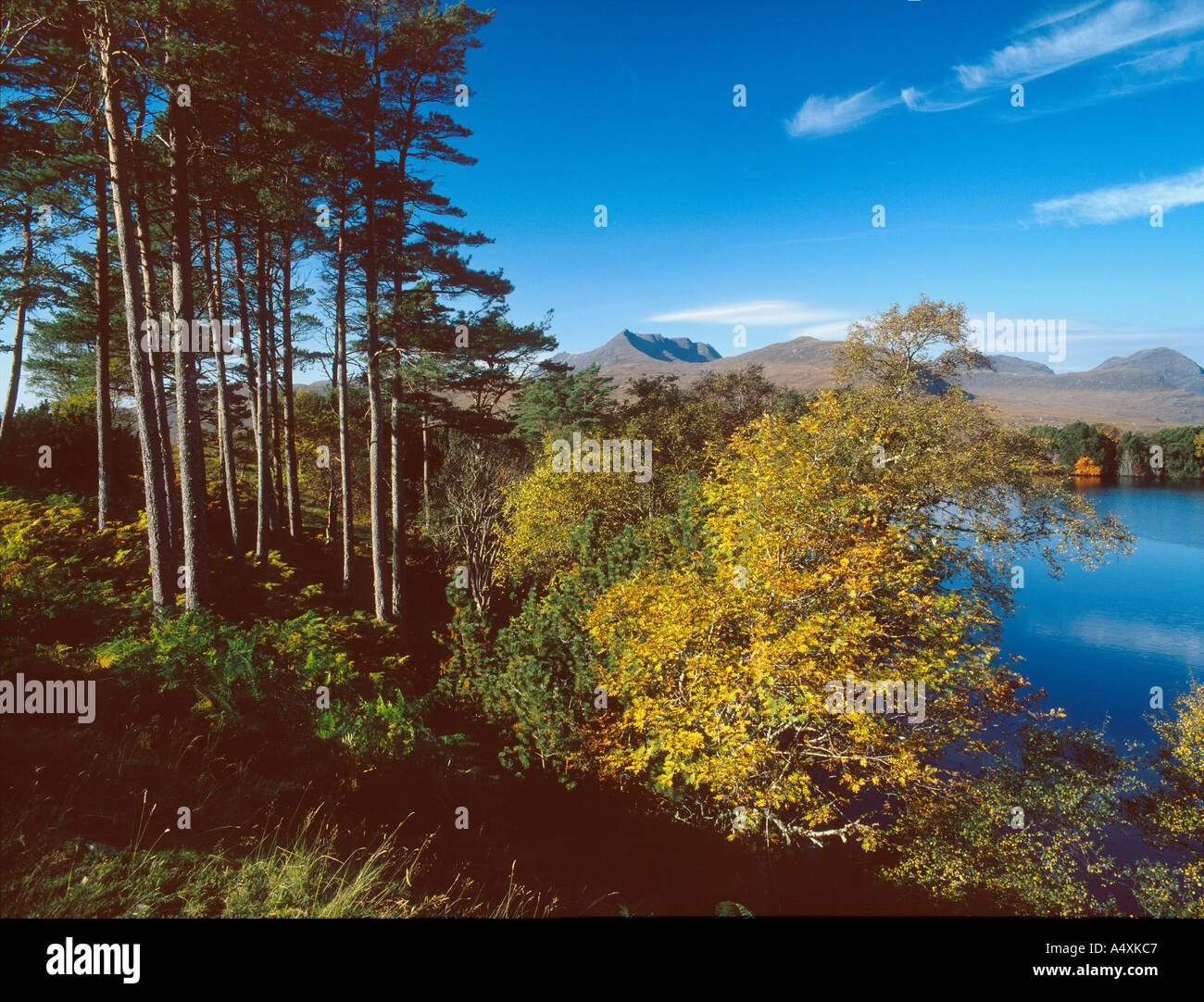 Distant Ben More Coigach range of hills framed by stand of Caledonian ...