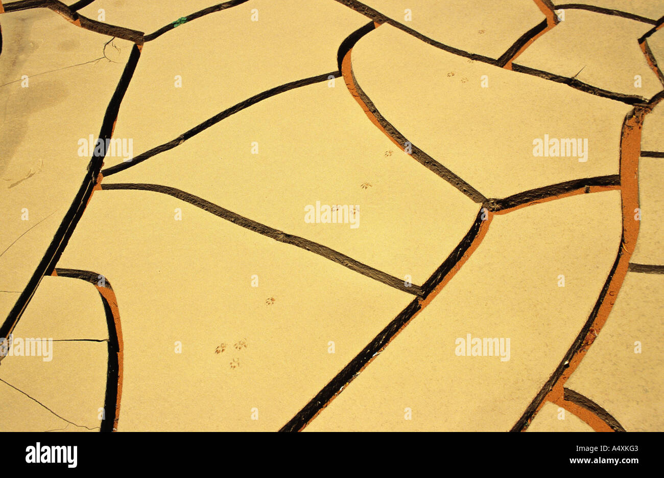 shrinkage cracks with mongoose tracks, Namibia Stock Photo - Alamy