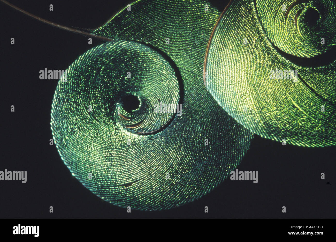 king bird of paradise (Cicinnurus regius), tail feathers Stock Photo ...