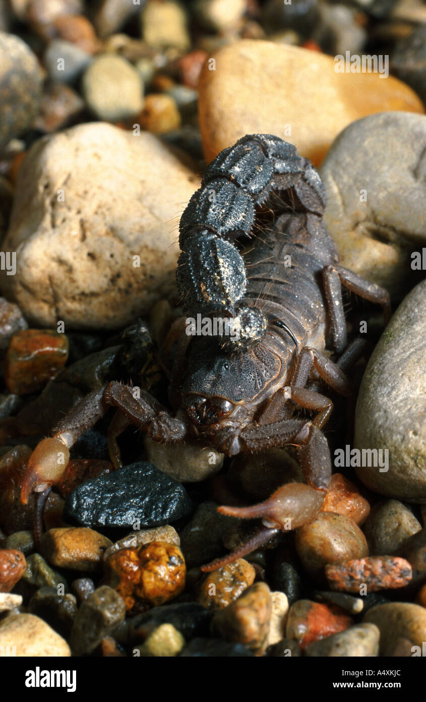 fattailed scorpion, fat-tailed scorpion, African fat-tailed scorpion ...