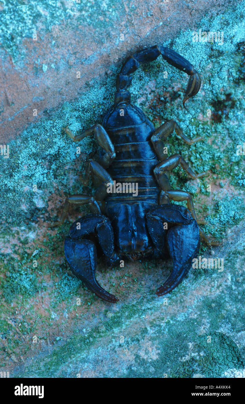 balkan scorpion, Linne scorpion (Euscorpius carpathicus Stock Photo - Alamy