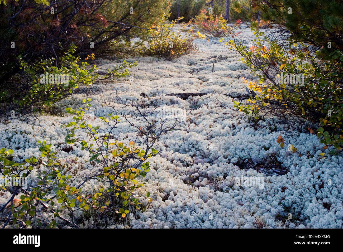 National park "Jack London's lake", Magadan area, Eastern Siberia ...