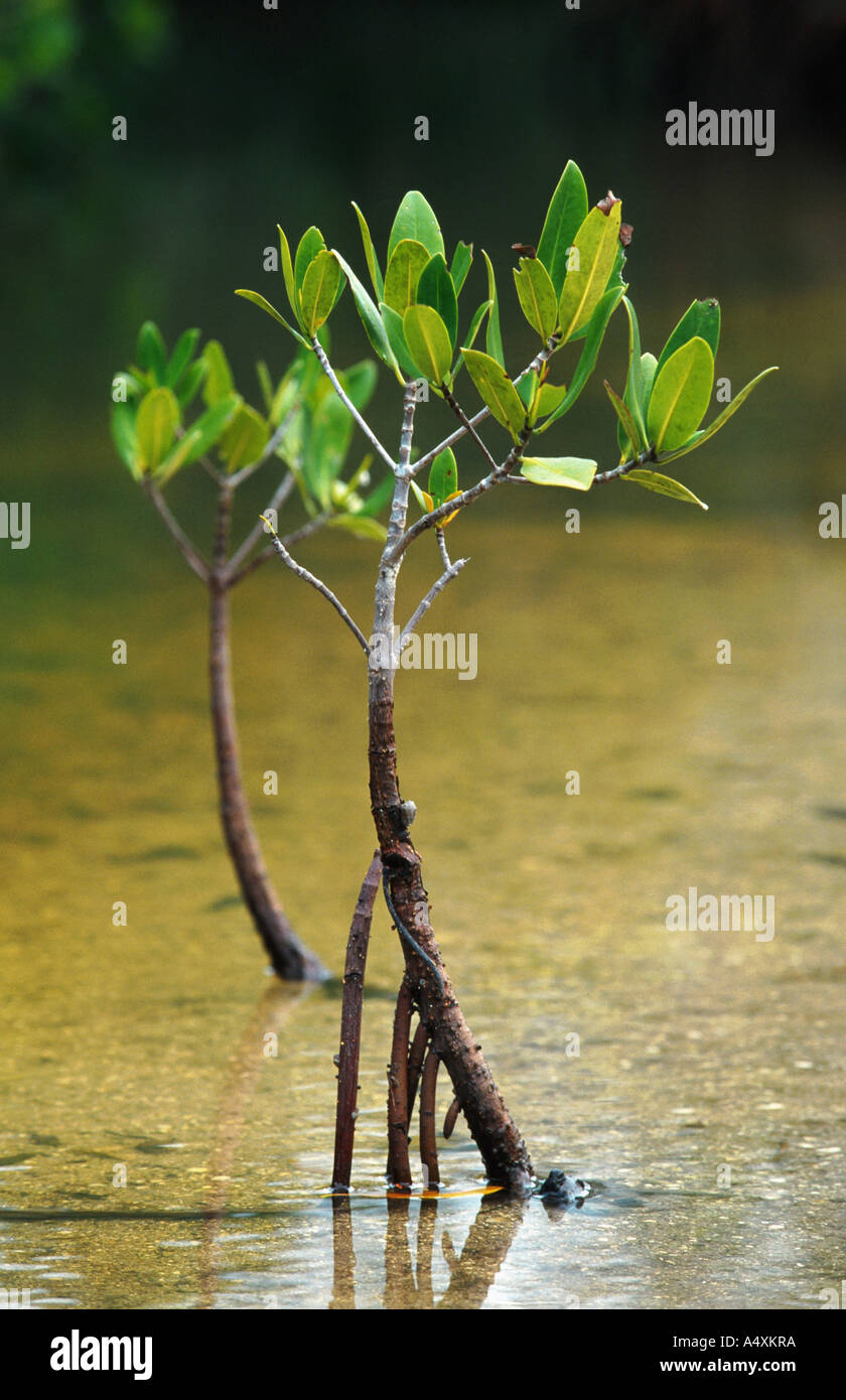 Red mangrove seed hi-res stock photography and images - Alamy