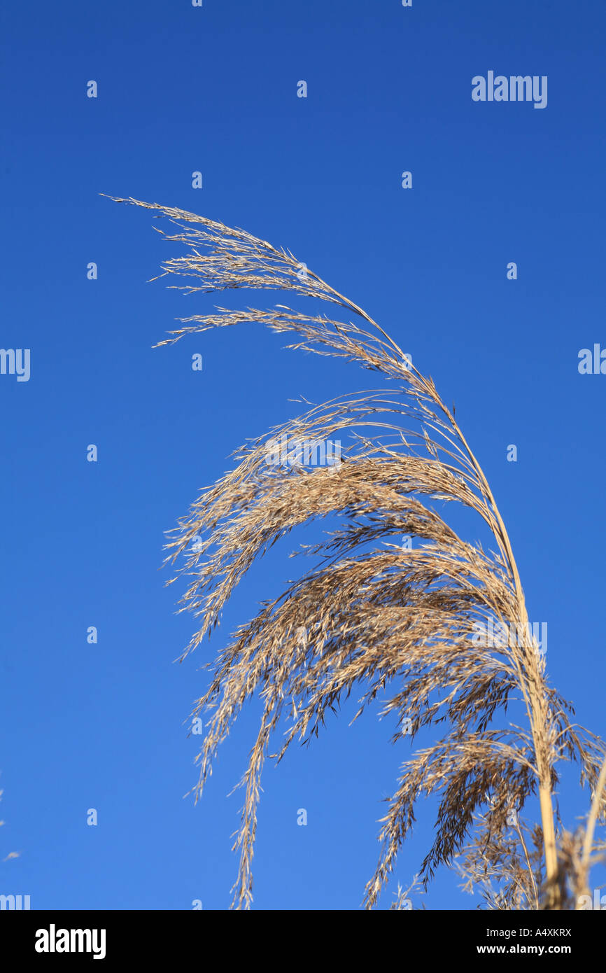 Reed blades in sunshine with Stock Photo - Alamy