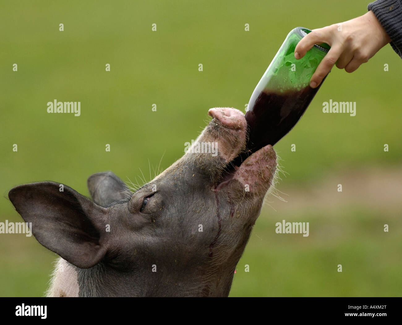 Schwaebisch-Hall (Swabian) domestic country pig Stock Photo - Alamy