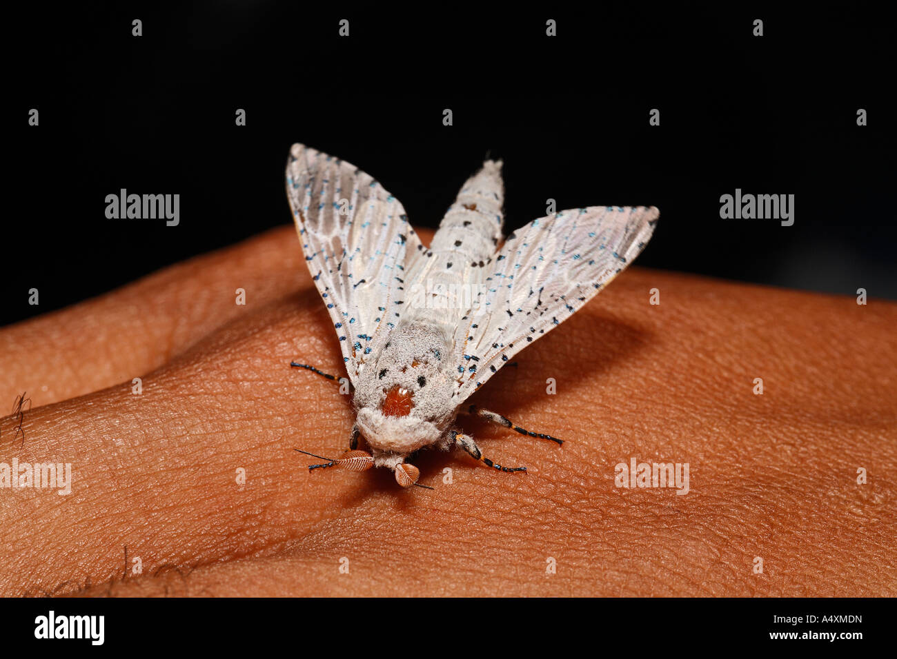 Moth, Sungai Mahakam, East-Kalimantan, Borneo, Indonesia Stock Photo ...
