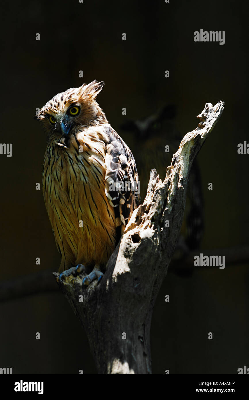 Buffy Fish-owl (Bubo ketupu), Bali, Indonesia Stock Photo - Alamy