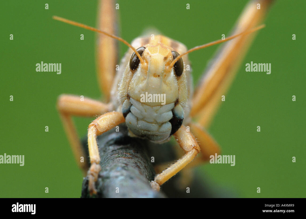 Grasshopper Locust Front View High Resolution Stock Photography and ...