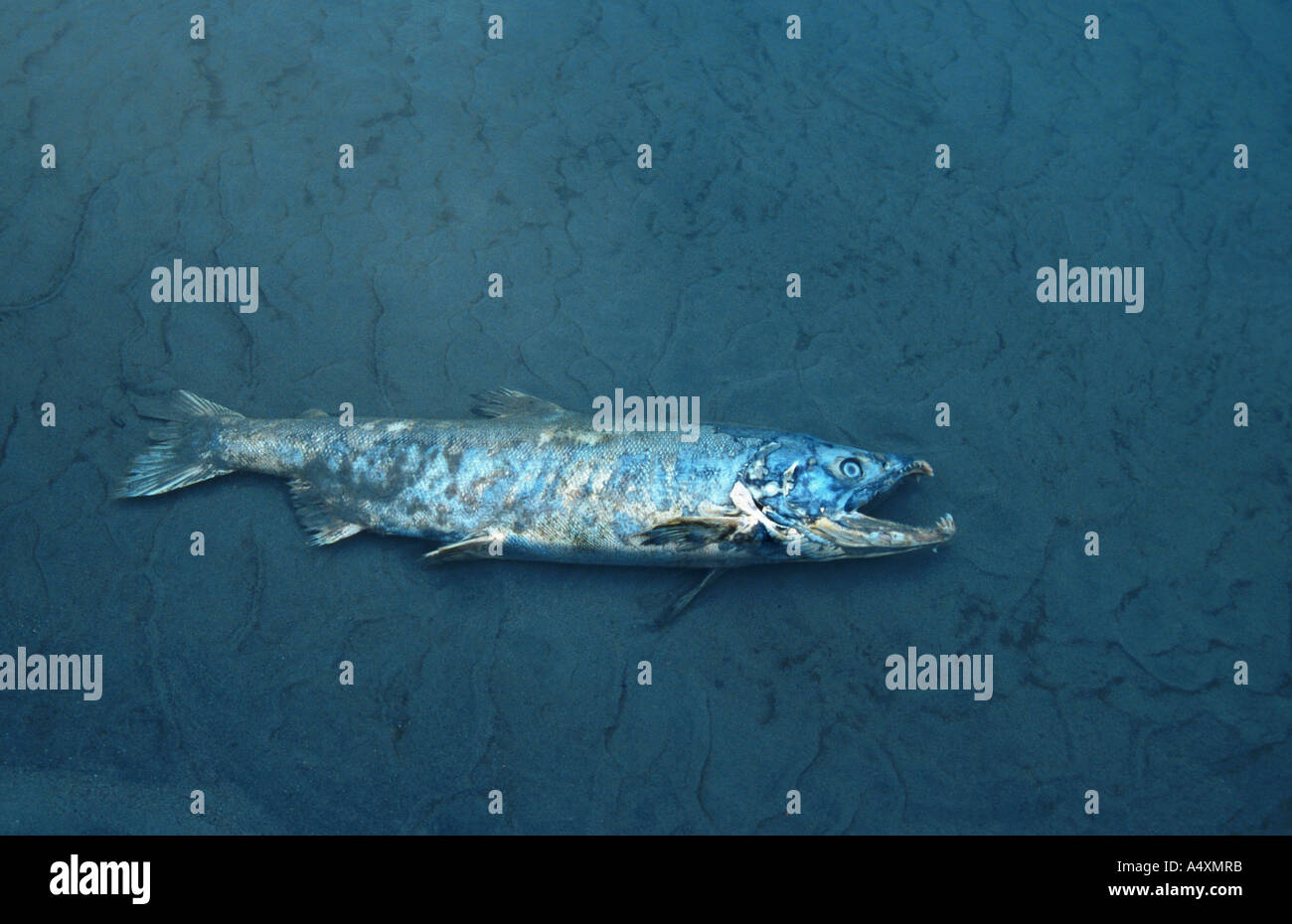 Dead Salmons High Resolution Stock Photography and Images - Alamy