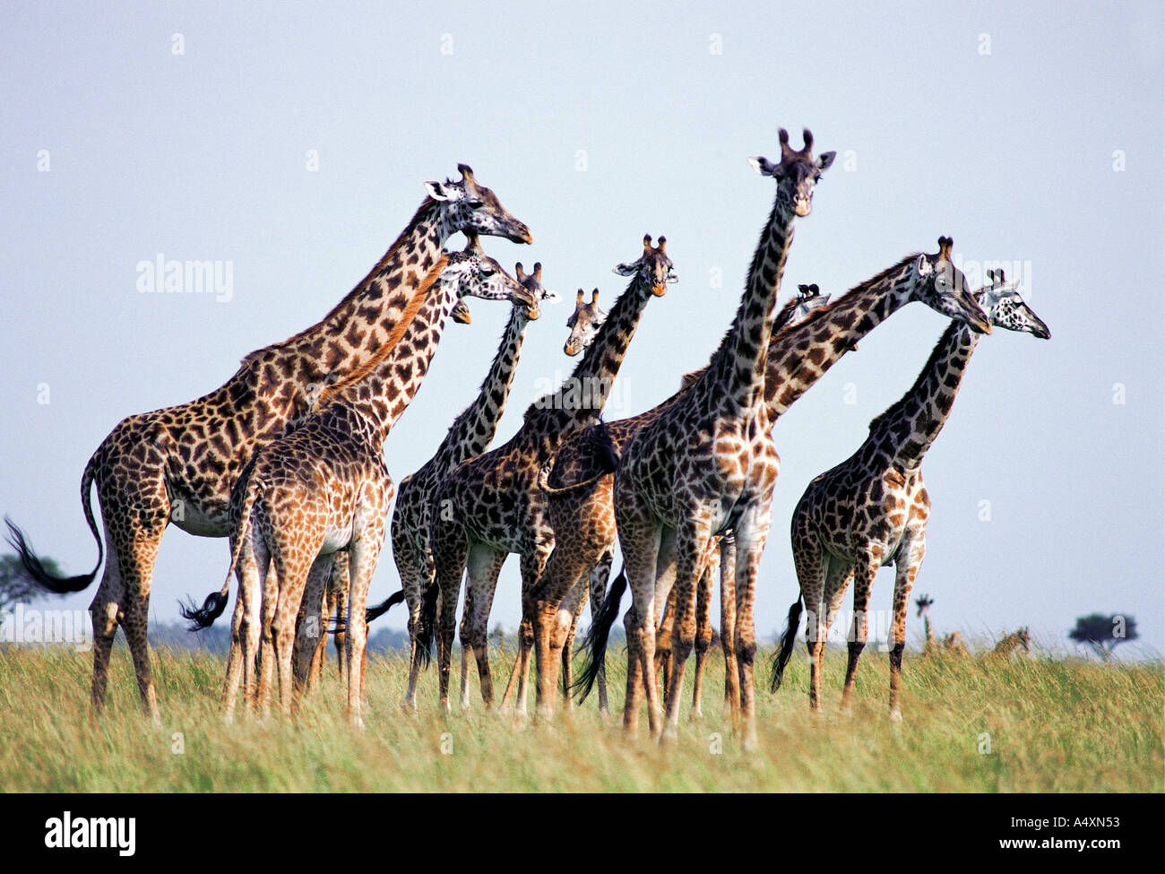 A group of nine Masai Giraffe Masai Mara National Reserve Kenya East ...