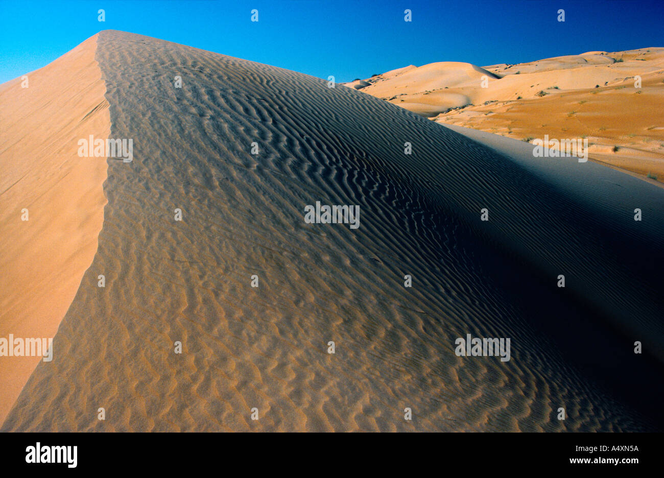 Sand dunes in the desert of Oman near the border with Saudi Arabia ...