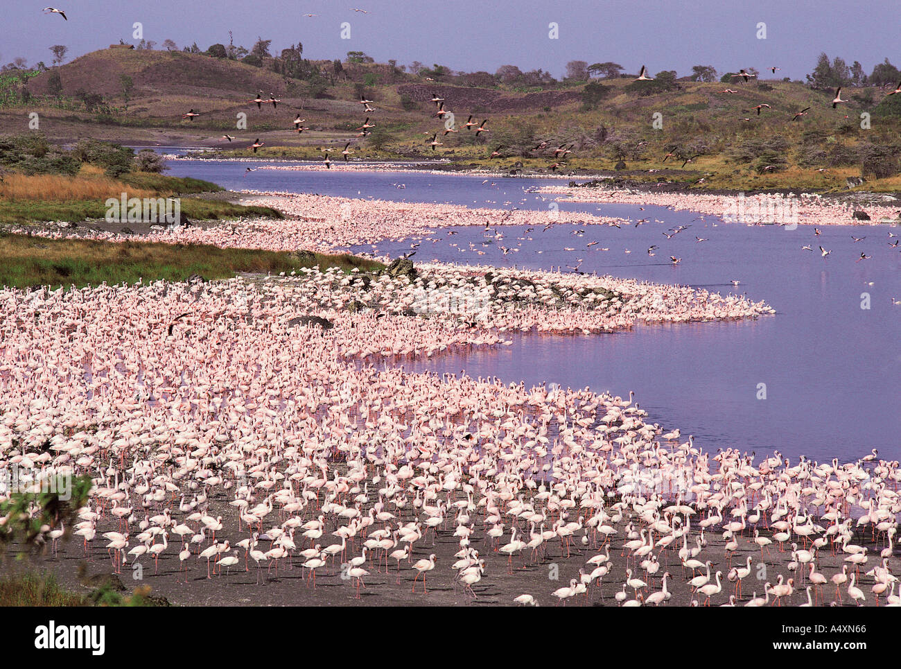 Lesser Flamingoes massed on one of the Momella Lakes in Arusha National ...