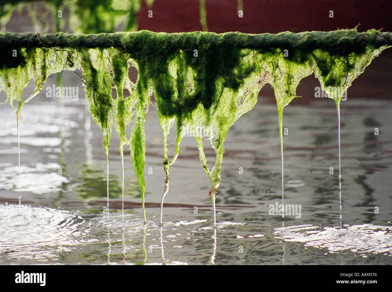 Duckweed seaweed algae wrack rope green silhouette backlit sea natural ...