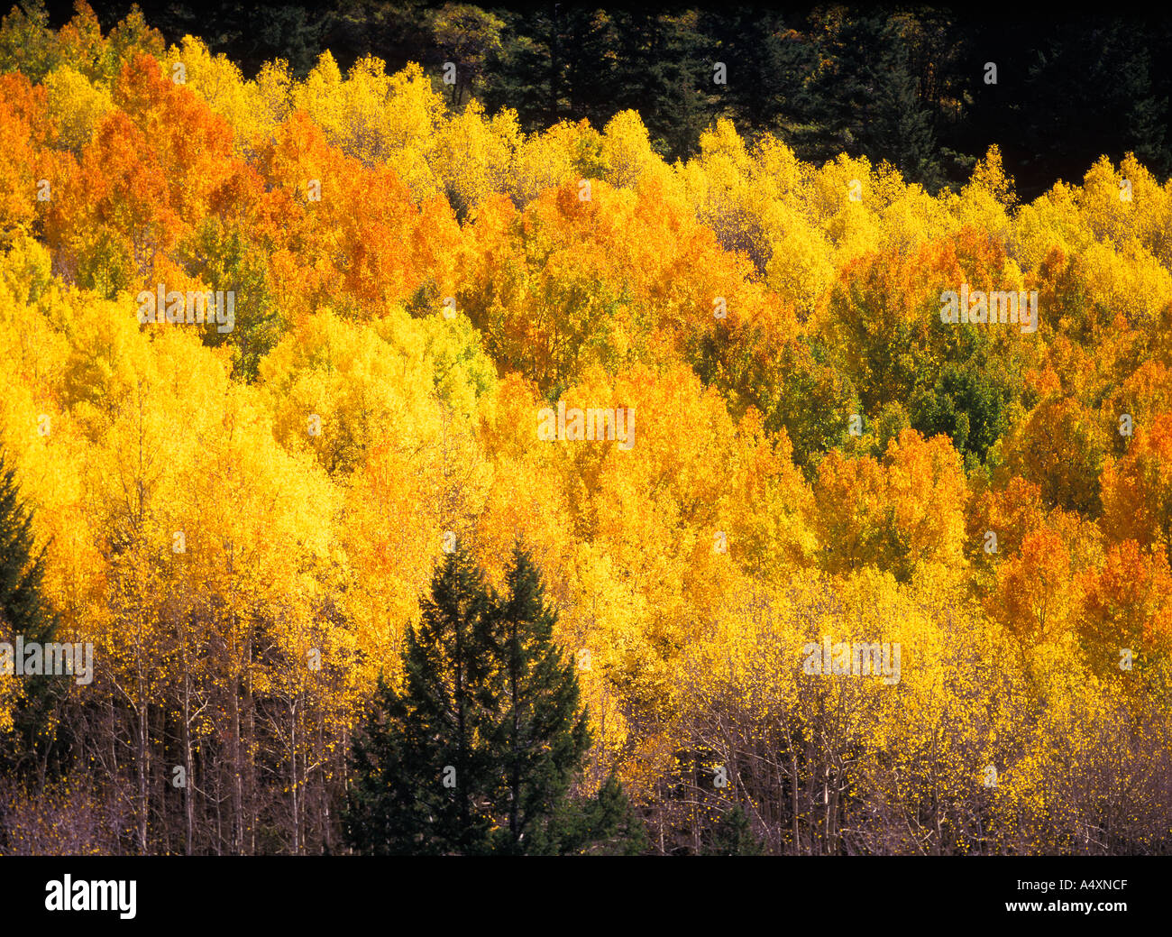 Grove of golden quaking aspens (Populus tremuloides) in fall color La ...